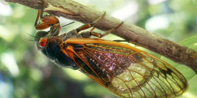 The 17 Year Itch Why Cicadas Love Prime Numbers The Atlantic